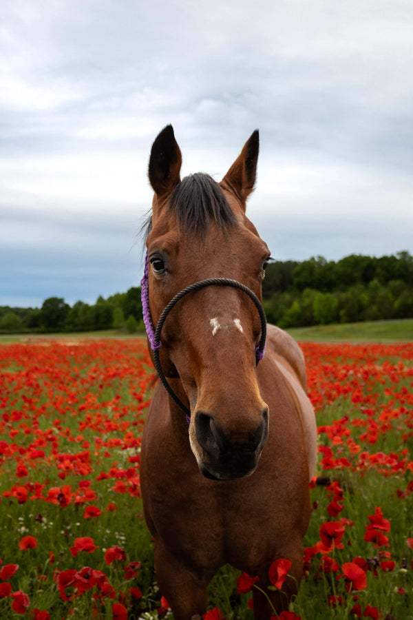 *Lariat Mule Tape Halter + Lead – Broke Betty Equine